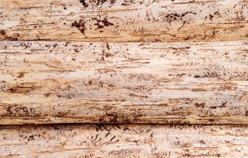 359 Peeled Log Texture Stock Photos - Free & Royalty-Free Stock Photos ...