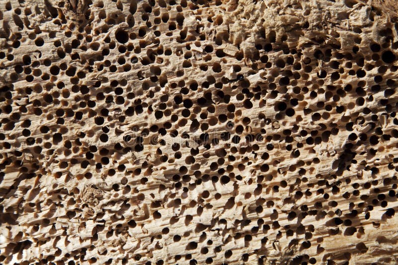 Texture of Perforated Stone Stock Photo - Image of wall, surface: 56505264