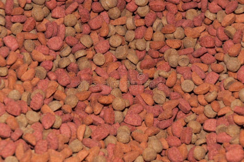 Texture, pet food dog care stock photo. Image of bowl - 149529296