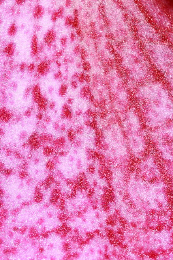 Texture of petal orchid stock image. Image of nature - 15441627