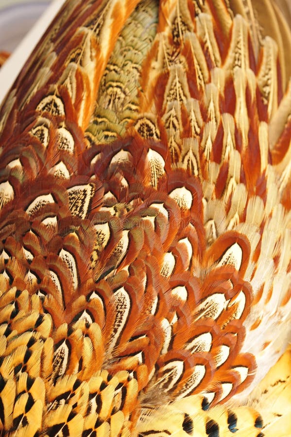 Texture pheasant feather stock photo. Image of pheasant - 297509040