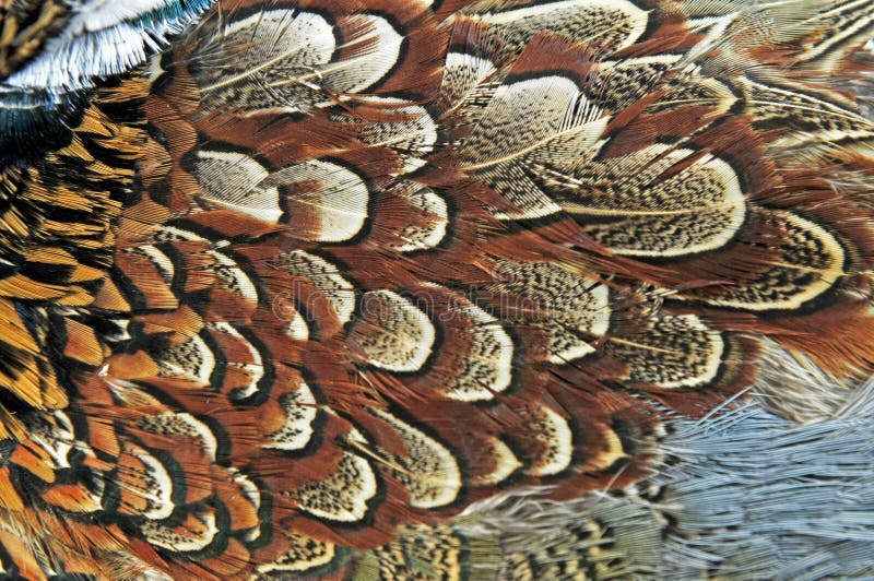 Texture pheasant feather stock image. Image of wing - 307099059
