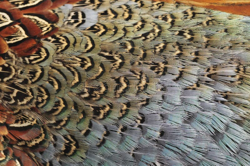 Texture pheasant feather stock image. Image of symbol - 307100711