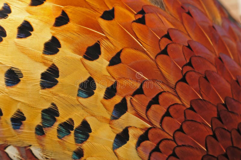 Texture pheasant feather stock photo. Image of texture - 347251620