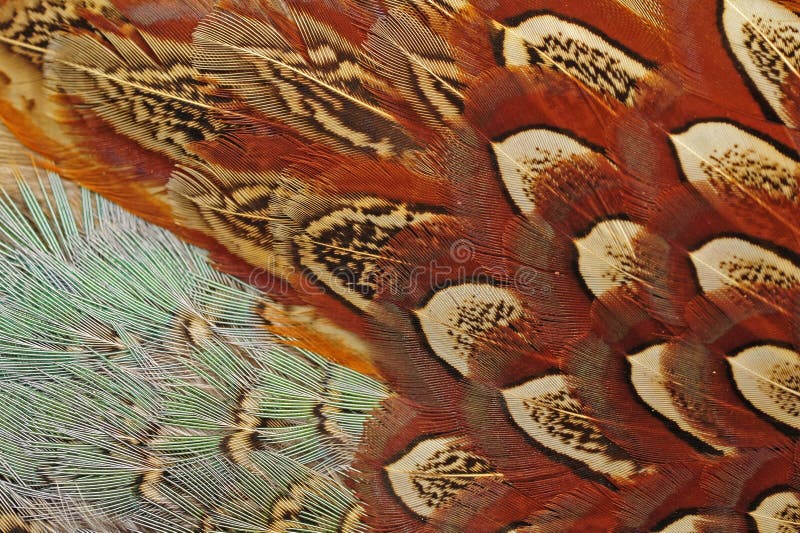 Texture pheasant feather stock illustration. Illustration of symbol ...