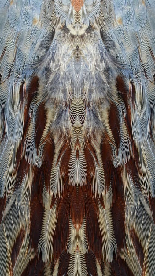 Texture Pheasant Feather. Pheasant Wing Stock Photo - Image of pheasant ...
