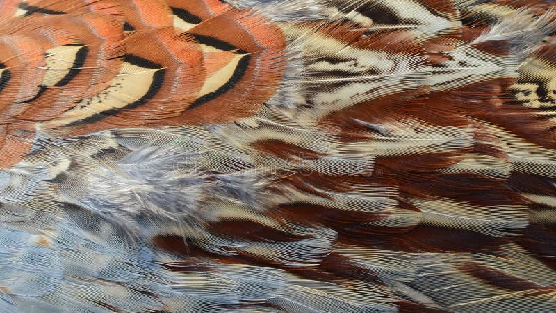 Texture Pheasant Feather. Pheasant Wing Stock Photo - Image of poultry ...