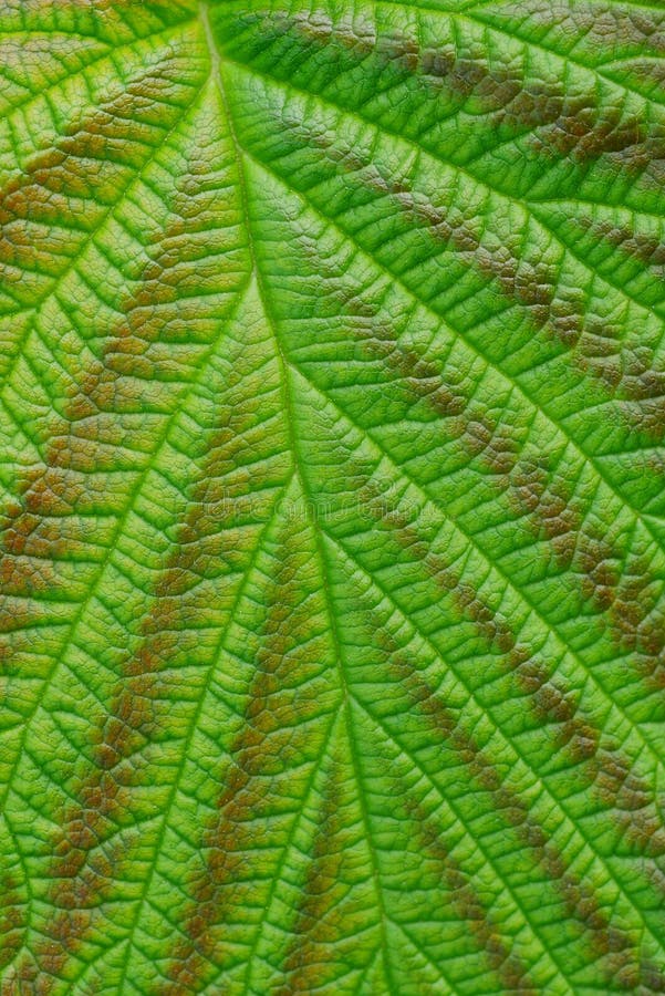 Texture from a Piece of a Large Leaf Stock Photo - Image of abstract ...
