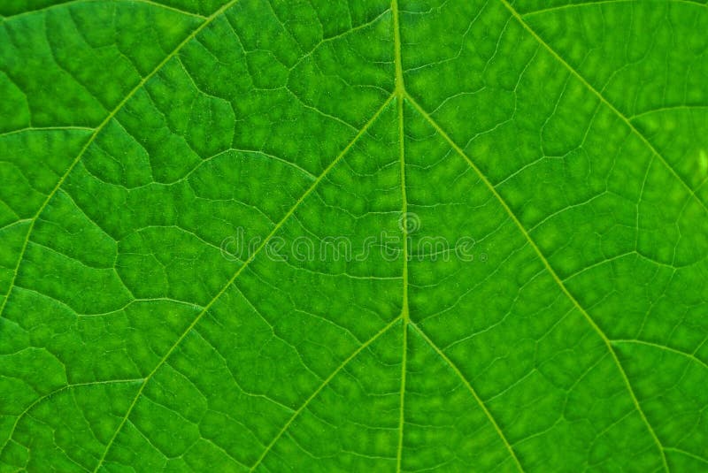 Texture from a Piece of a Large Leaf Stock Image - Image of freshness ...