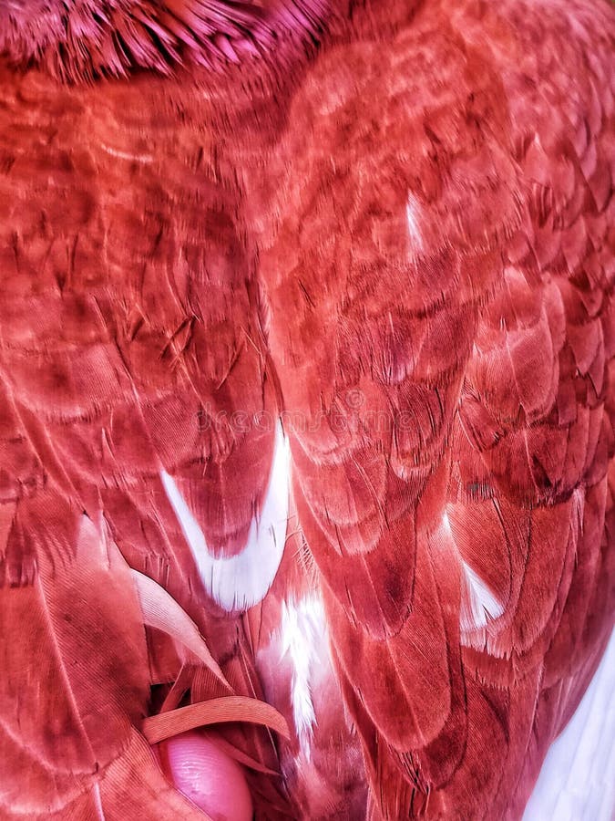 This is the Texture of a Pigeon S Feathers Which I Captured Closely ...