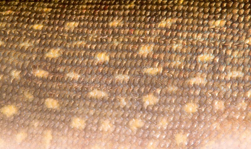 Texture of pike scales stock image. Image of health, skin - 21782013
