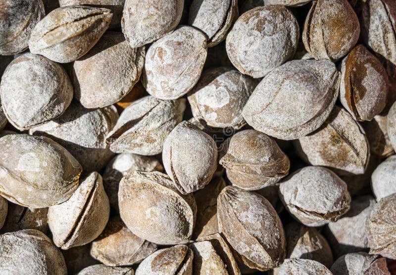 The Texture of a Pile of Apricot Kernels in the Shell. Background of ...