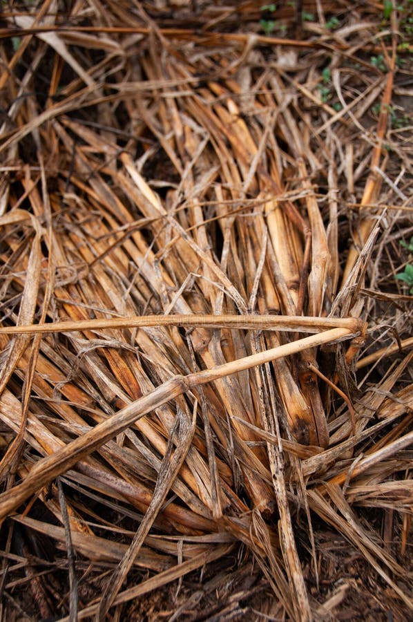 Golden Pine Needles on the Ground Stock Photo - Image of pile ...