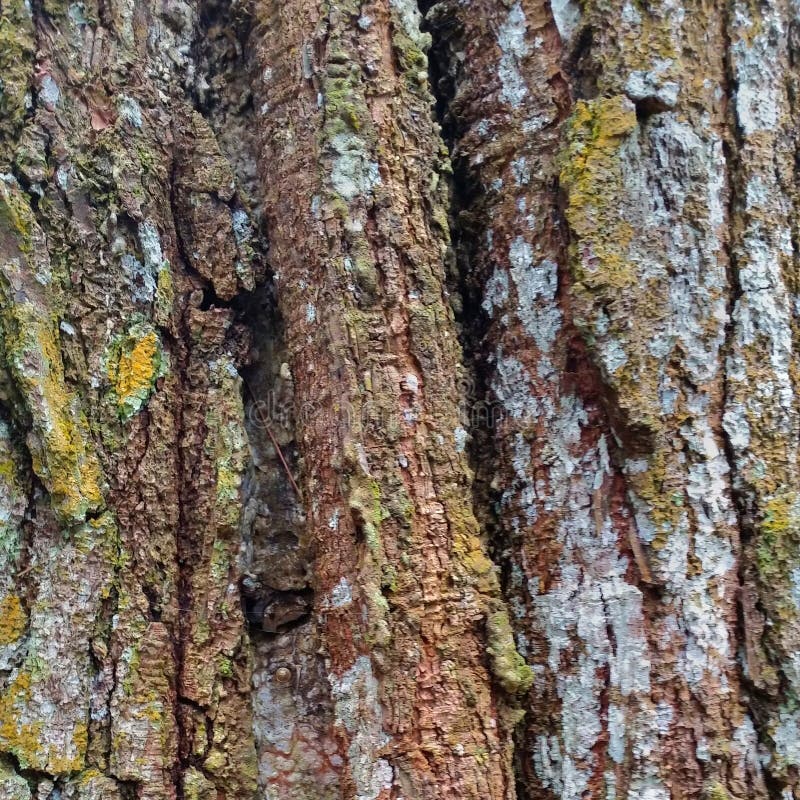 Texture Indonesian Forest Pine Tree Stock Photo - Image of tree ...