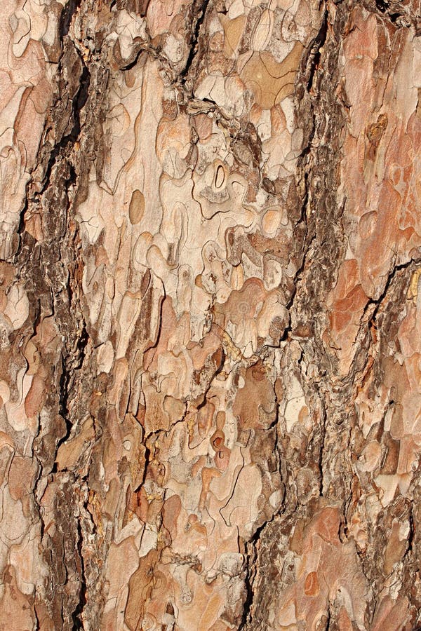 The texture of pine bark stock photo. Image of material - 29652108