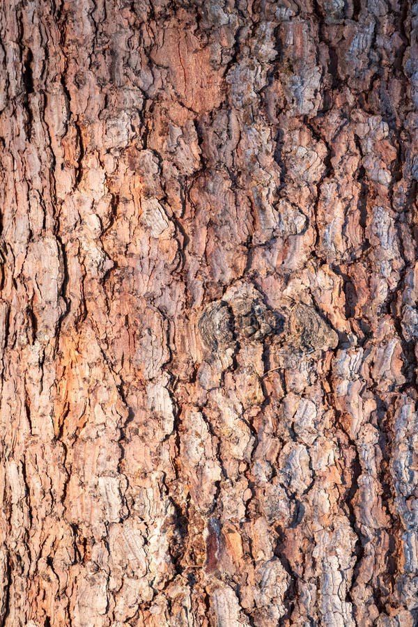 Texture of Pine Bark Background Stock Photo - Image of design, woodwork ...