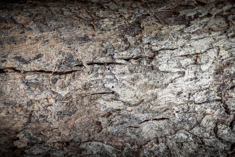 Seamless Wood Floor Texture, Hardwood Floor Texture Stock Image - Image ...