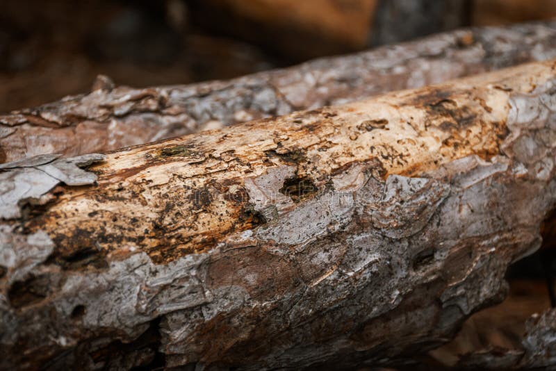 Pine worms infestion stock photo. Image of female, christmas - 102236136