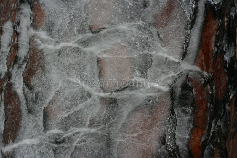 Texture of Pine Bark Covered with Ice Shaped by Wind Stock Image ...
