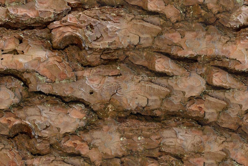 The Texture of Pine Bark, Spruce or Pine in the Forest Stock Image ...