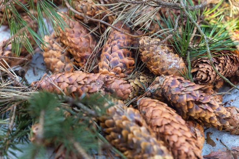 Texture of Pine Cones Close Up, Background Natural Close Up Blurred Focus Stock Image - Image of ...
