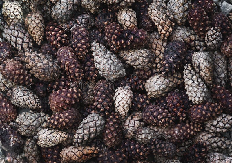 The Texture of the Pine Cones Stock Photo - Image of brown, autumn ...