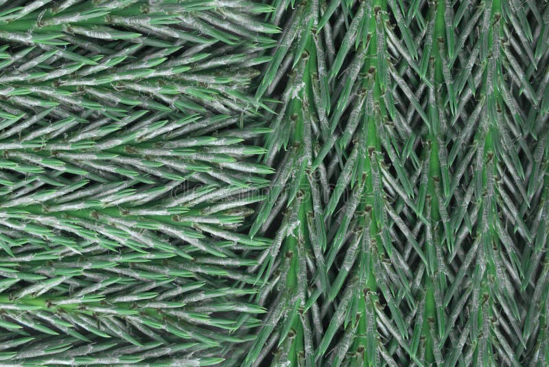 Texture of Pine Needles of Cedar Tree Stock Image - Image of landscape ...