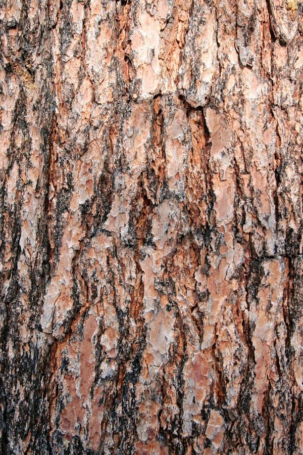 Texture pine tree bark stock photo. Image of living, effect - 1981546
