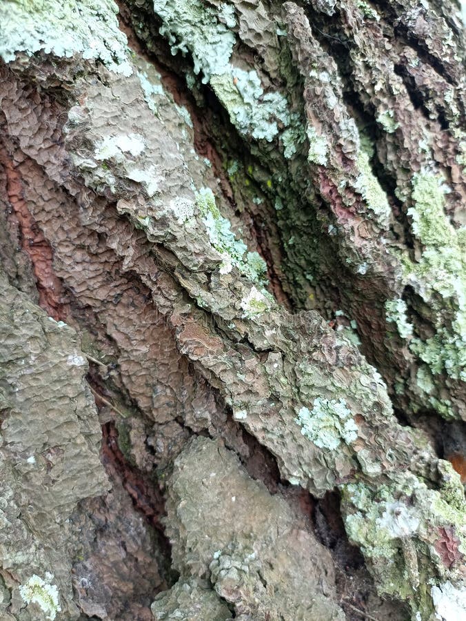 Texture of Pine Tree Bark at Daytime Stock Photo - Image of bark ...