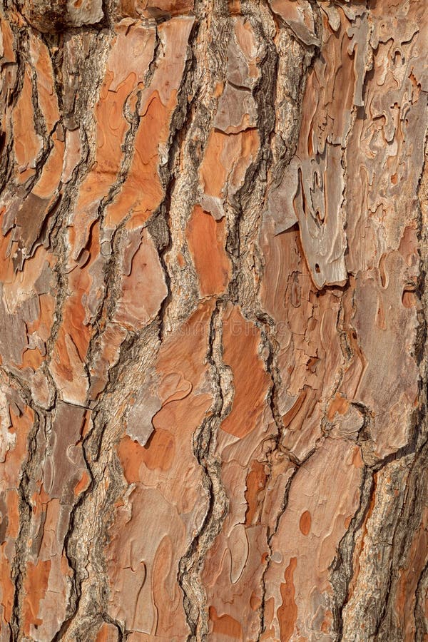 Texture Pine Tree Bark, Detailed Shot. Natural Pine Tree Bark Abstract ...