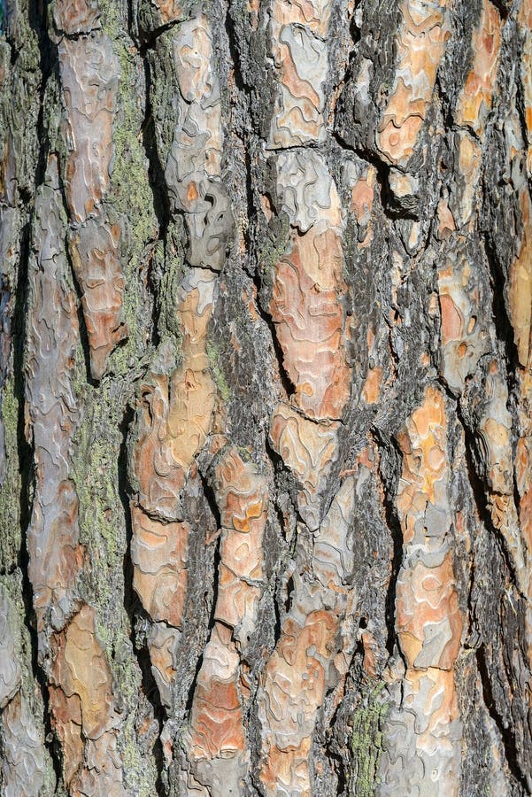 Texture pine tree bark stock image. Image of tree, brown - 1981565