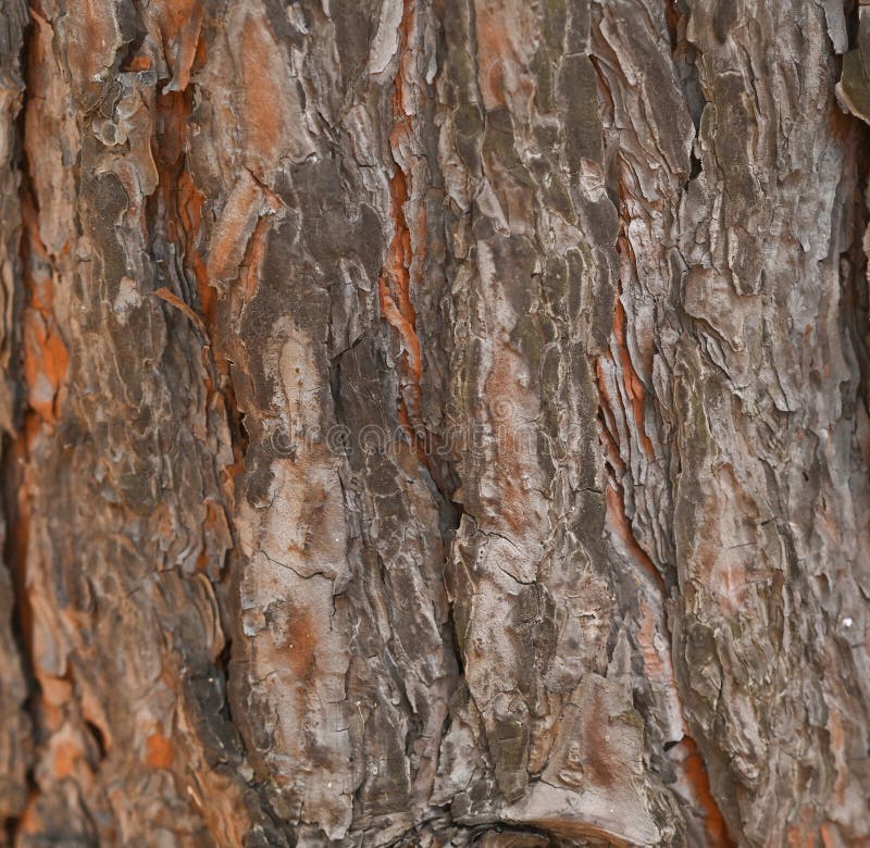 Textured Pine Bark. Cracked Bark Stock Image - Image of bark, material: 337267831