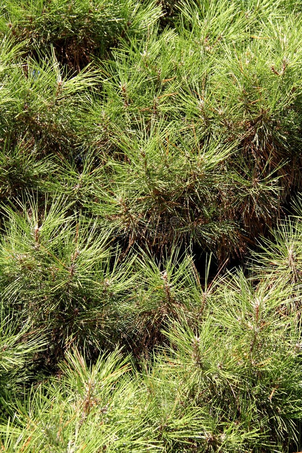 The texture of pine tree stock photo. Image of agriculture - 31476566