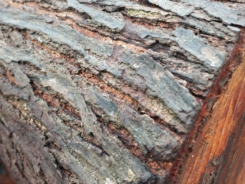 The Texture of the Pine Tree Trunk is Rough and Cracked Stock Photo ...