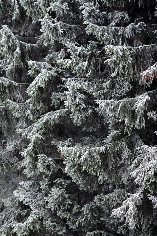 Snow Texture. Snow Texture. Snow Texture. Stock Image - Image of cool ...