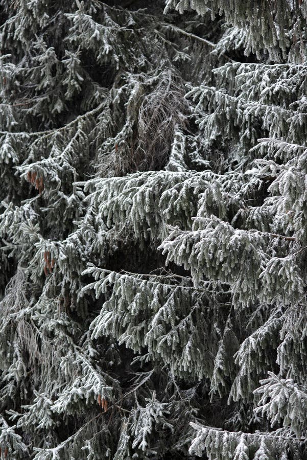 Snow Texture. Snow Texture. Snow Texture. Stock Image - Image of cool ...