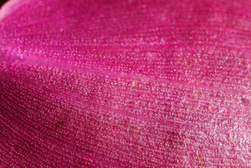 Texture of Pink Autumn Leaf Stock Photo - Image of branch, hibiscus ...