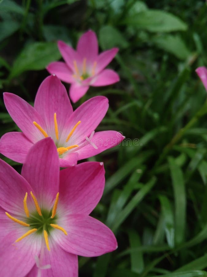 Texture of Pink Rain Lily Flowers that Have Bloomed Stock Image - Image ...