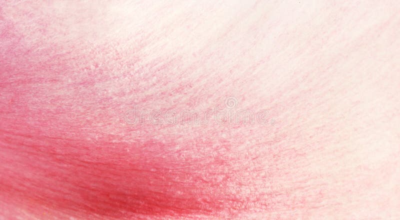 Texture of Pink Peony Flower Petal Stock Photo - Image of background ...