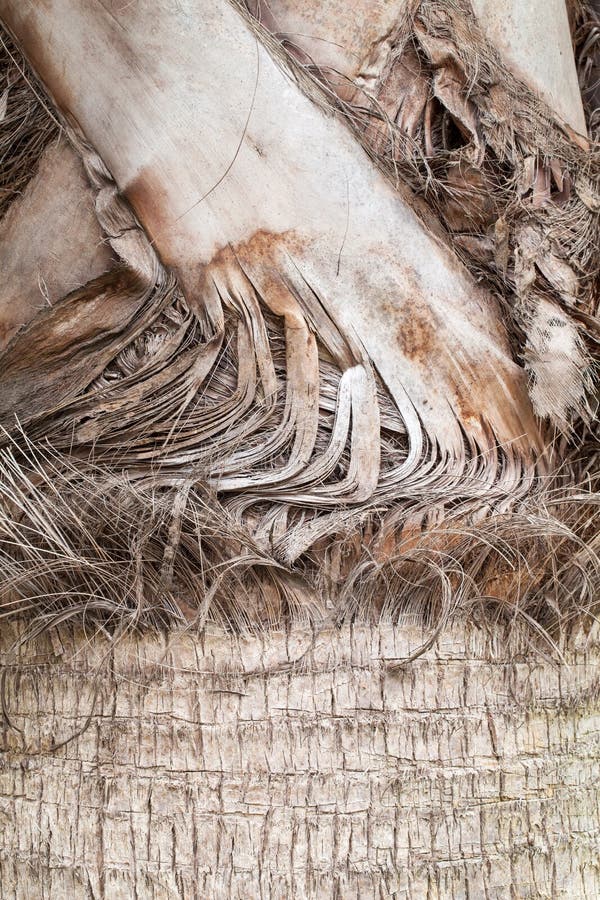 Texture of plam tree stock image. Image of plant, line - 27894675