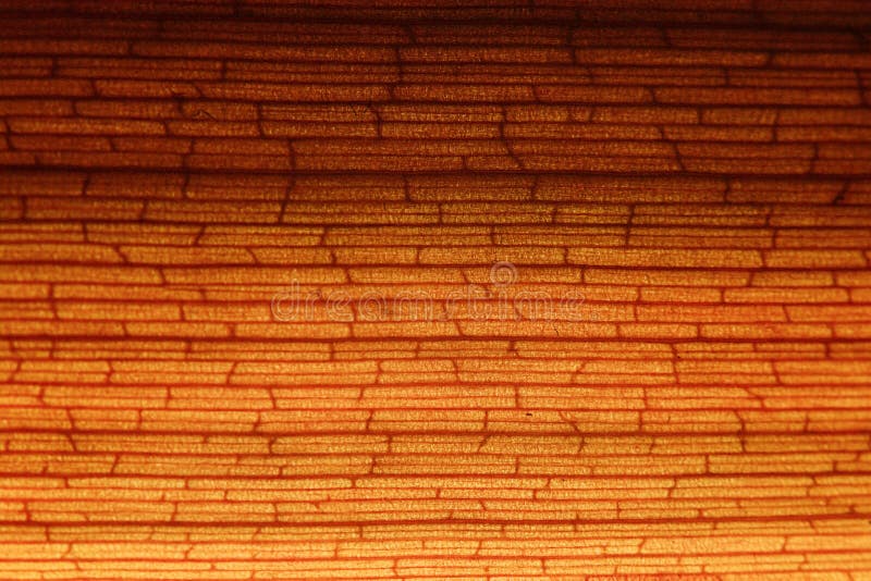 Texture plant fiber leaf stock image. Image of ecological - 61528601