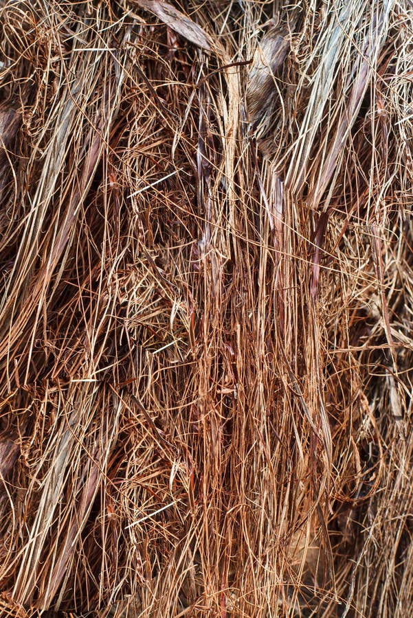 Texture Vegetal Fiber on Trunk of Palm Stock Image - Image of ecology ...