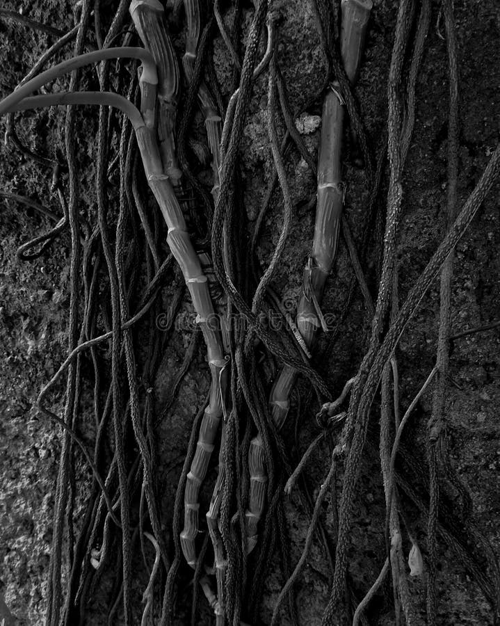 Texture of Plant Roots Growing on a Rough Wall with Black and White ...