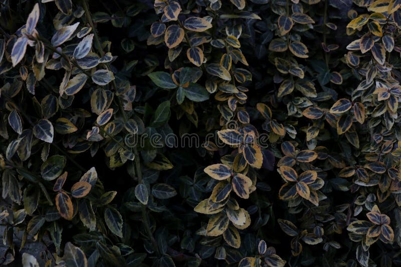 Texture of plant thickets stock image. Image of texture - 270579115