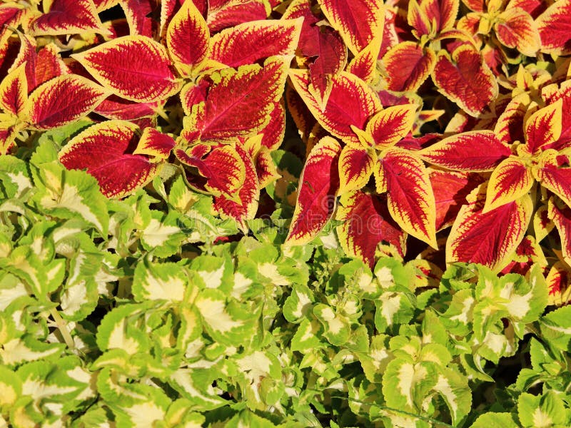 Texture of Plants in the Design City Parks Stock Image - Image of shrub ...