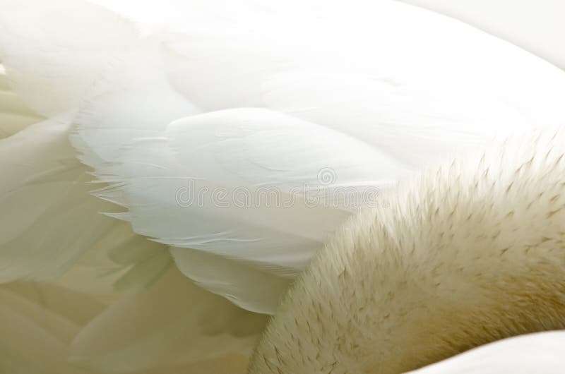 Texture of the Plumage of a White Swan, Feathers Clossup Stock Image ...