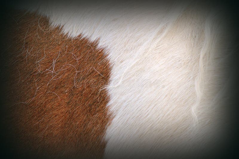 Texture of pony fur stock image. Image of horse, material - 60122523