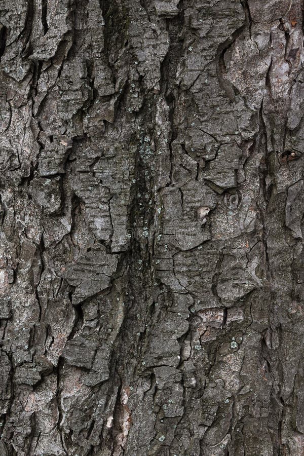 Texture of a Poplar Tree Bark Stock Photo - Image of texture, closeup ...