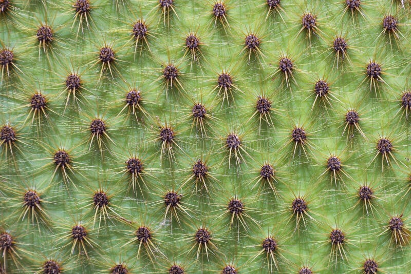 Texture of Prickly Cactus in the Desert Stock Image - Image of grow ...