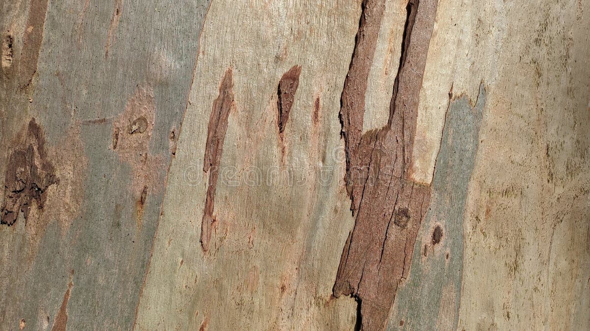 Rainbow Gumtree Stock Photos - Free & Royalty-Free Stock Photos from ...